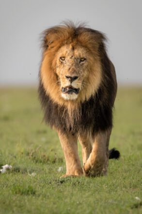 10 cose da sapere sul leone | La Gazzetta dello Spettacolo